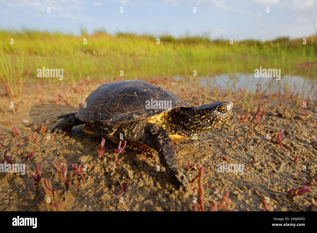 European pond turtle (Emys orbicularis), Danube Delta Biosphere Reserve ...