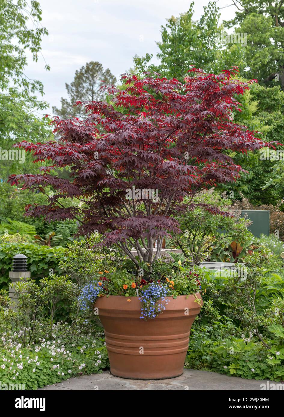 Red fan maple (Acer palmatum 'Bloodgood' Stock Photo - Alamy