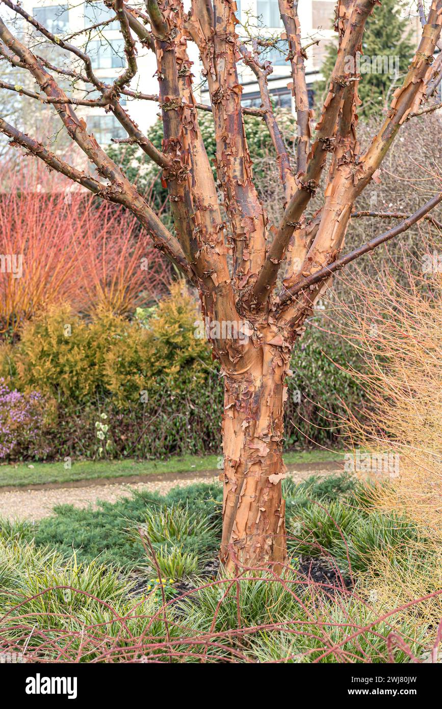 Paperbark maple (Acer griseum Stock Photo - Alamy