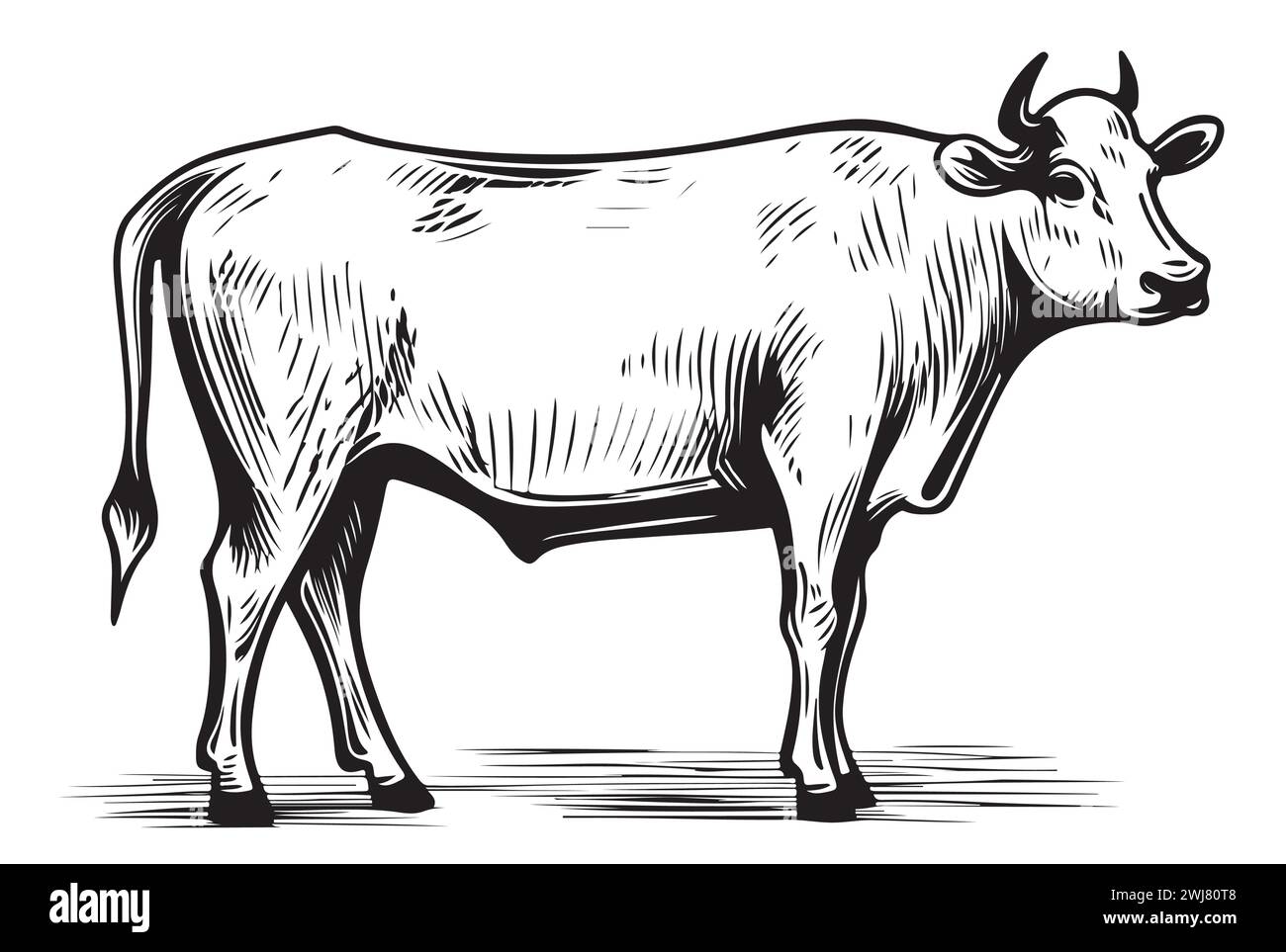 cow is standing sketch engraving illustration style Hand drawn vector ...