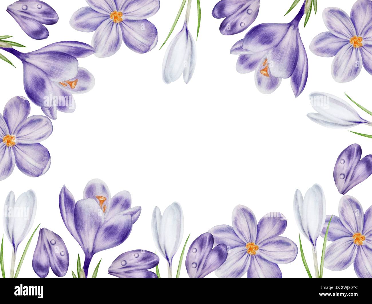Watercolor frame with white and purple blooming crocus flower isolated ...