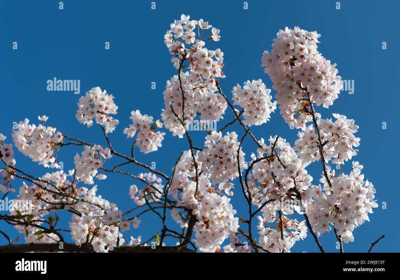 sakura tree flower blooming nature background in spring day Stock Photo ...