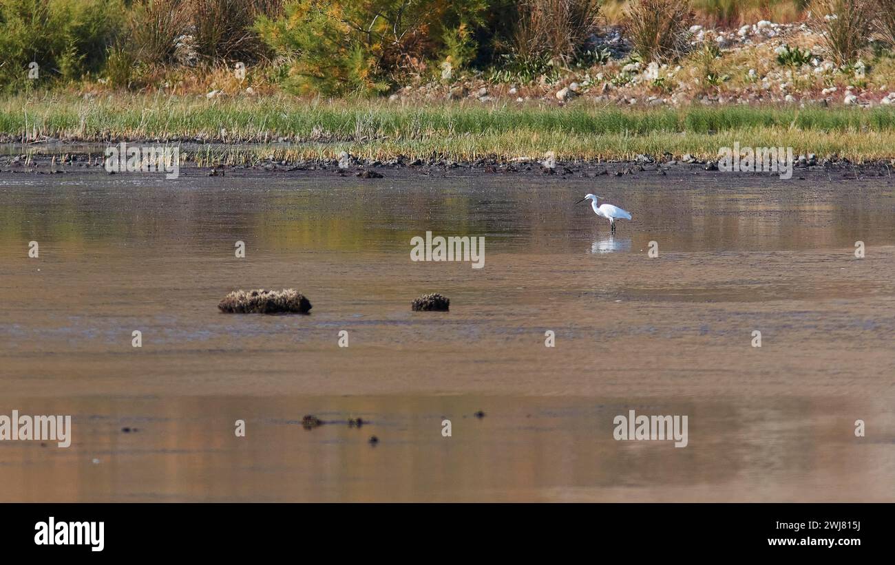 A single white bird stands in the shallow water of a muddy river ...