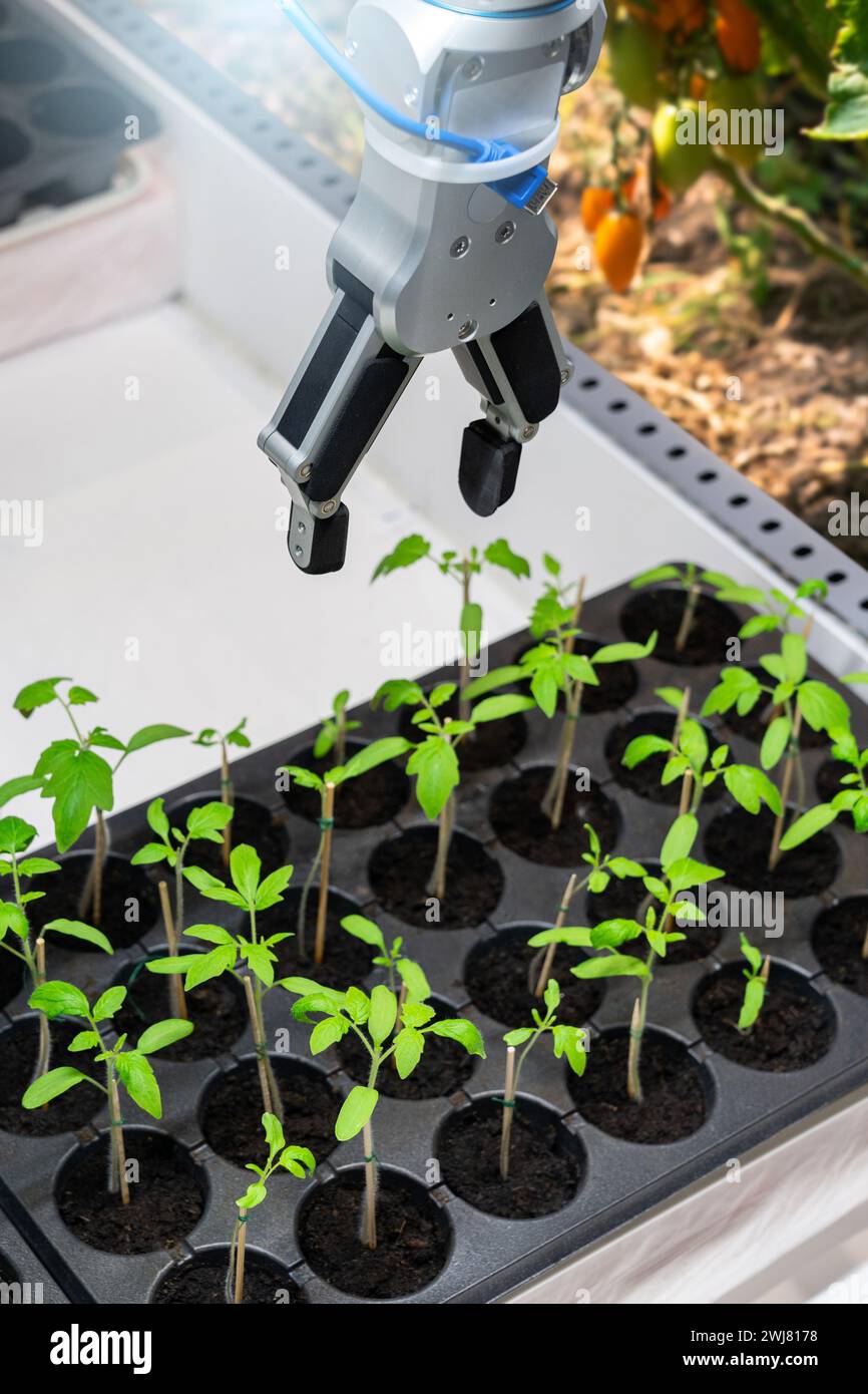 A robot in a greenhouse evaluates the quality of tomato seedlings using ...