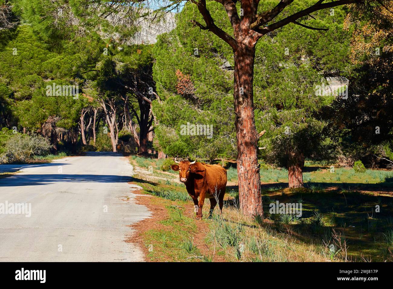 A brown bovine (bubulae), looking towards the camera on a tree-lined ...