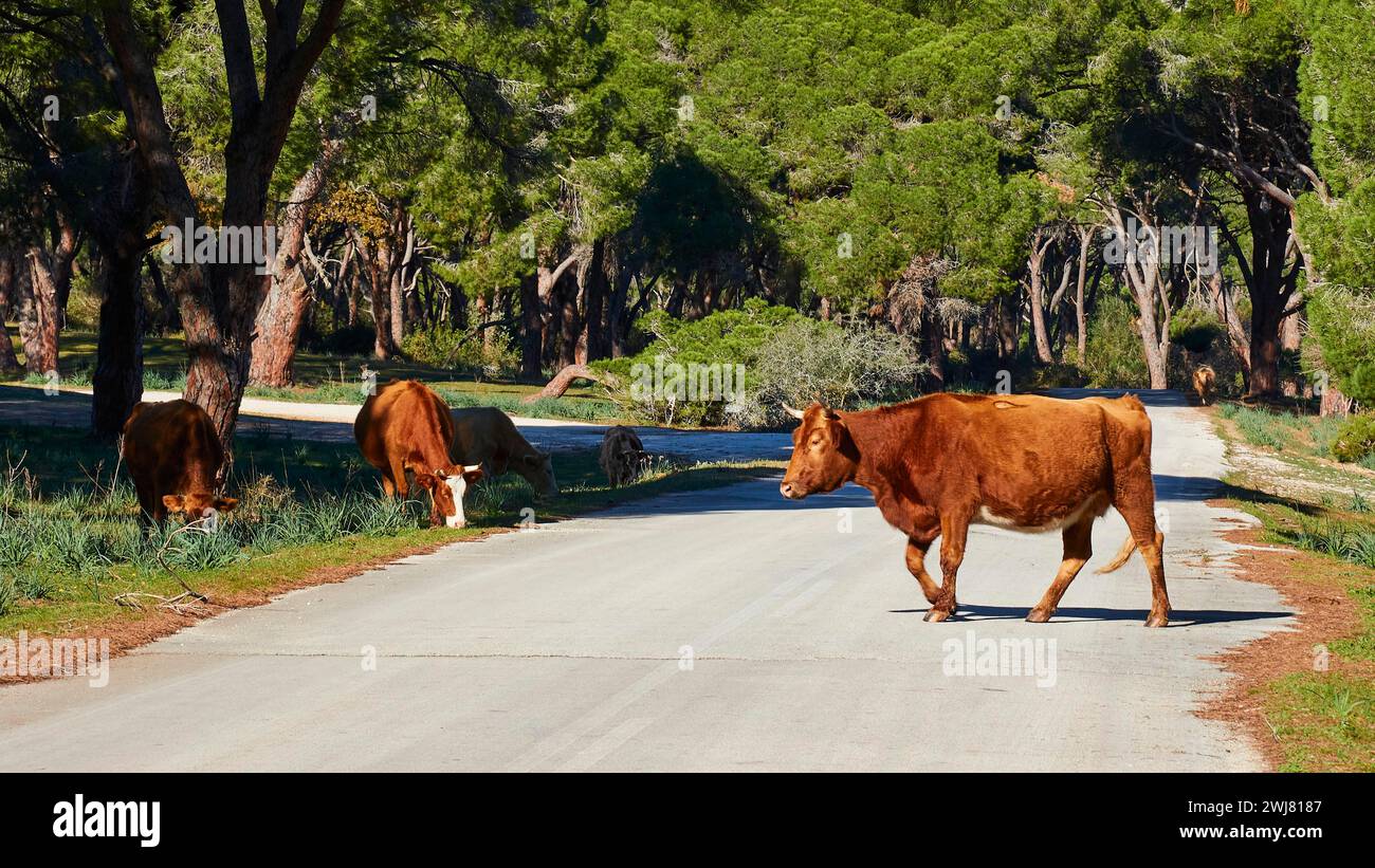 Two cows (bubulae) crossing a road in a sunlit forest, Strofilia ...