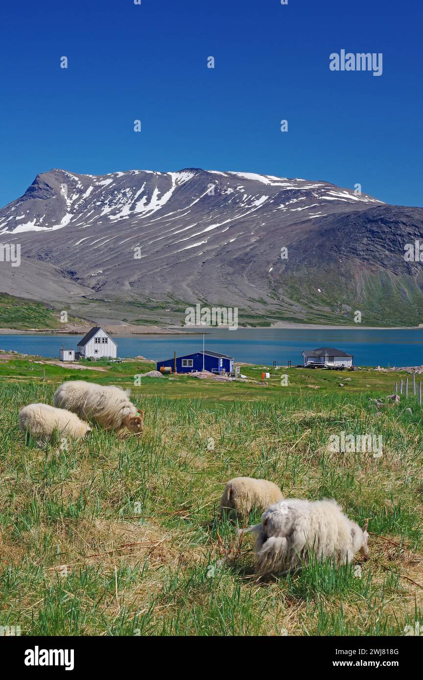 Sheep in a meadow, houses on a fjord in a barren landscape, Igaliku ...