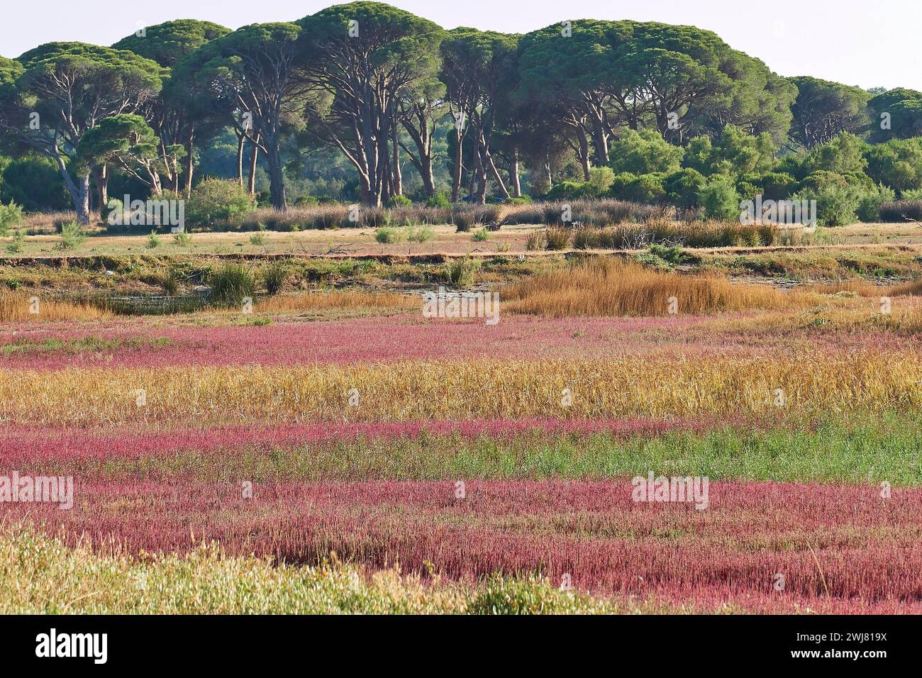 Vast landscape with an array of trees and multi-coloured vegetation ...