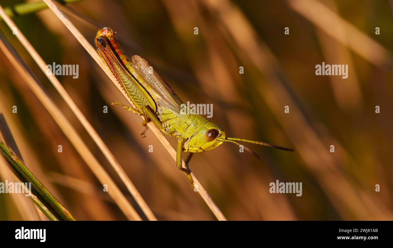 Green locust (locusta), in profile, sitting on a blade of grass in the ...