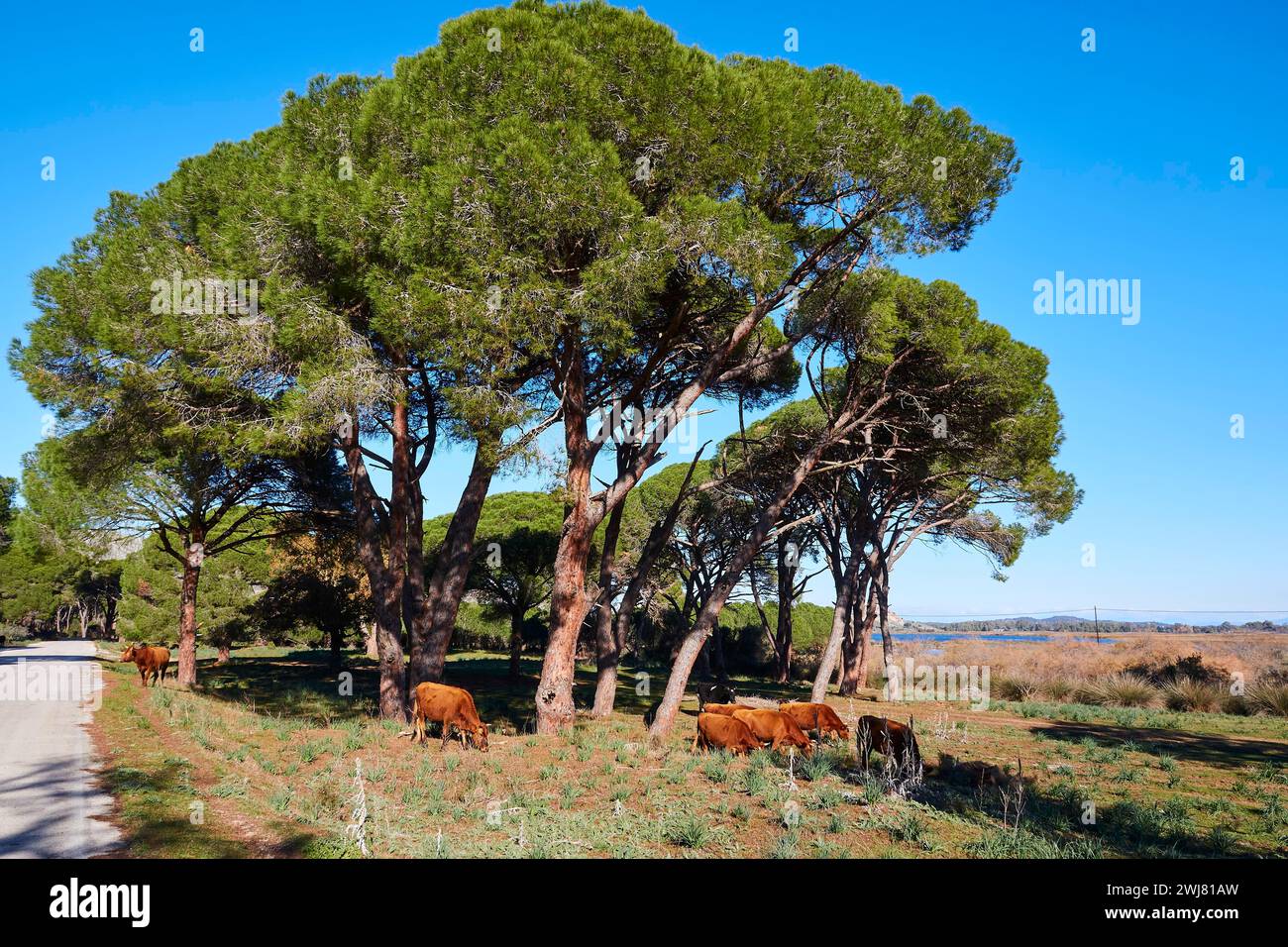 Cattle (bubulae) grazing under large trees in a sunny pasture ...