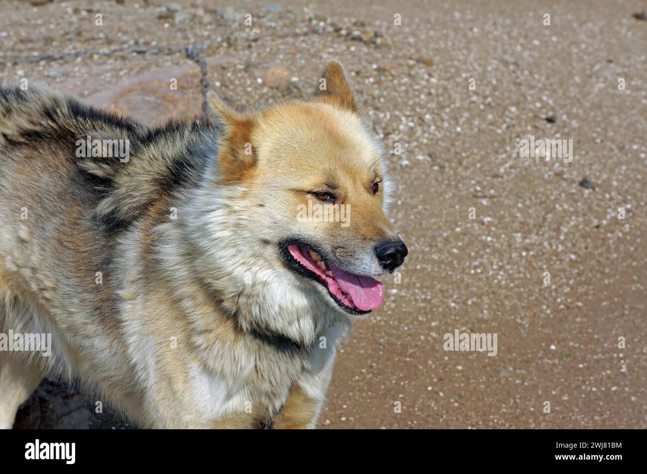 Sled dog in rugged mountain landscape, Sisimuit, Greenland, Denmark ...