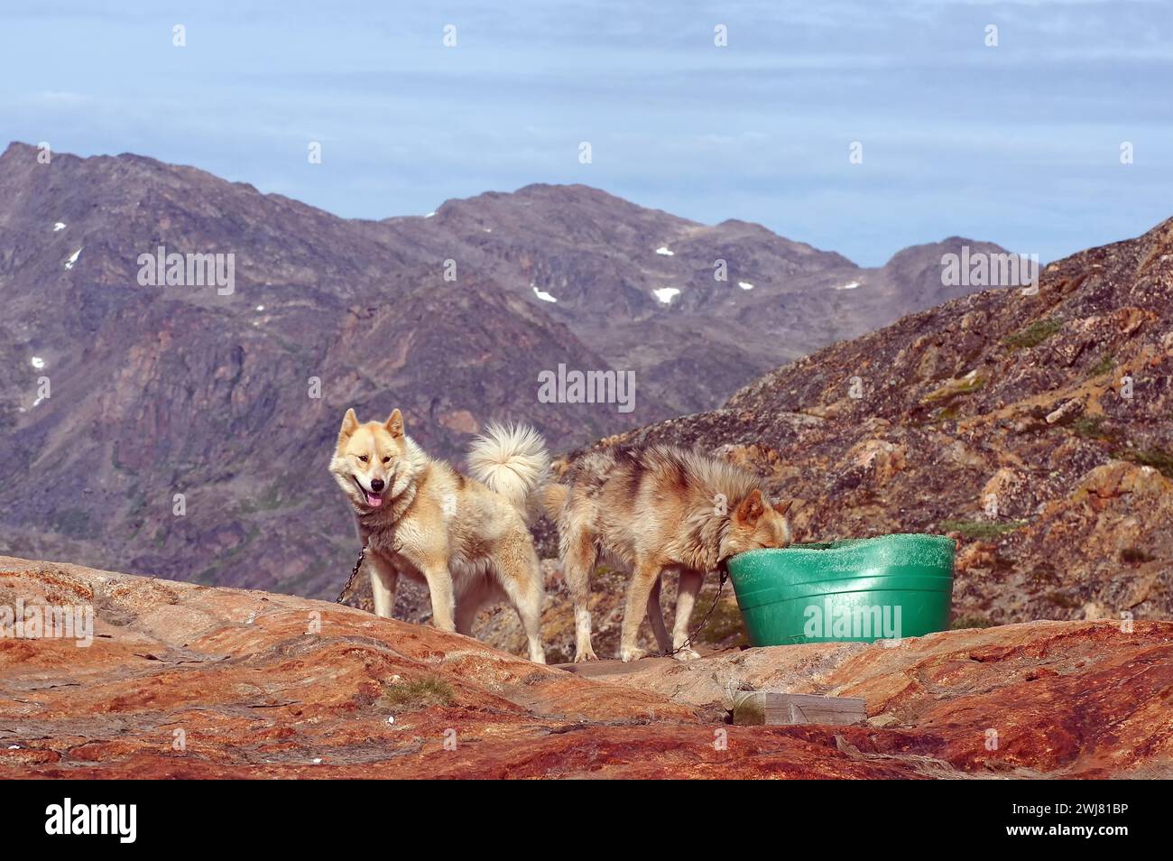 Chained sled dogs in a rugged mountain landscape, Sisimuit, Greenland ...