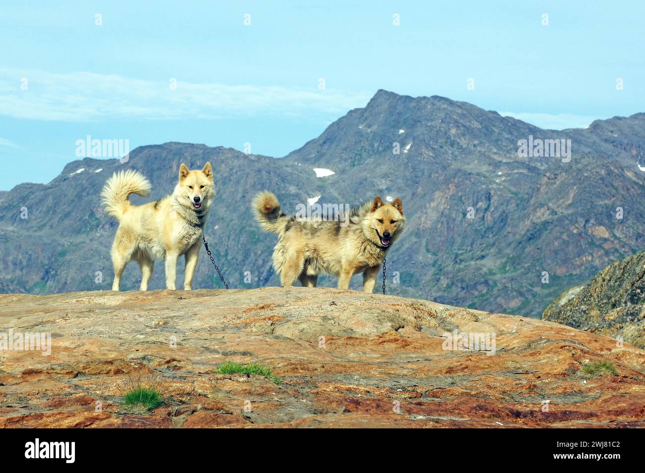 Chained sled dogs in a rugged mountain landscape, Sisimuit, Greenland ...
