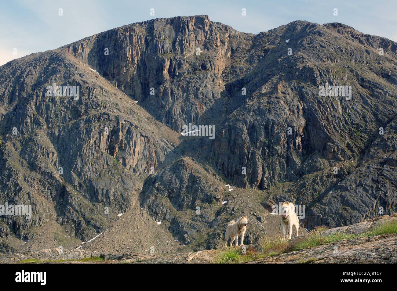Sled dogs in a rugged mountain landscape, Sisimuit, Greenland, Denmark ...
