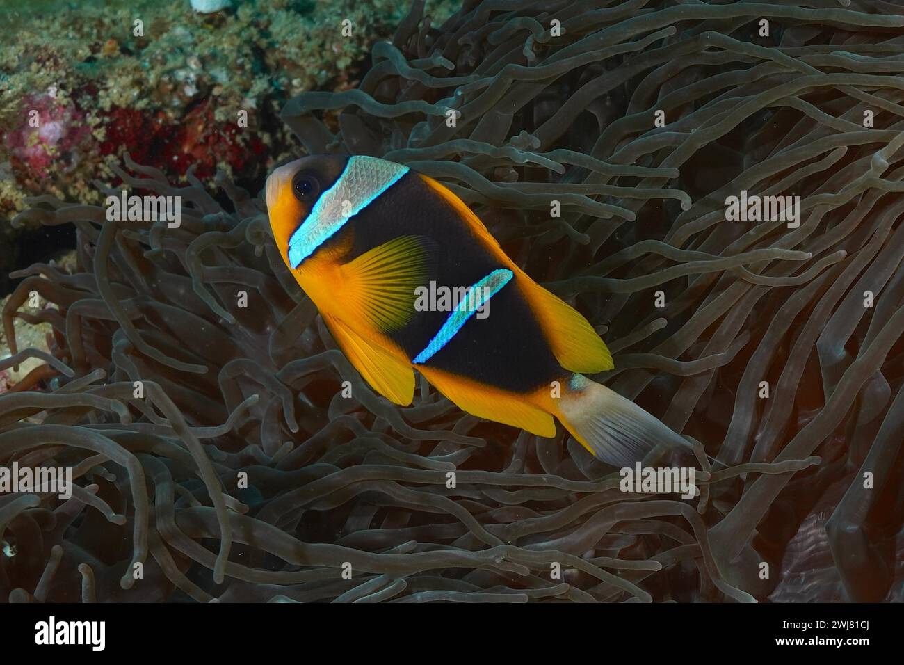 Allard's clownfish (Amphiprion allardi) in its splendour anemone ...
