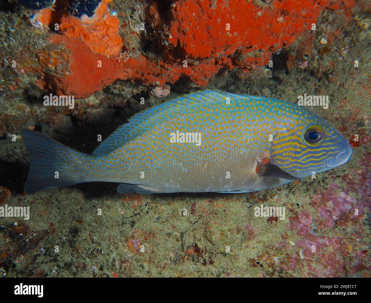Orange spotted sweetlips (Plectorhinchus flavomaculatus) Dive site ...