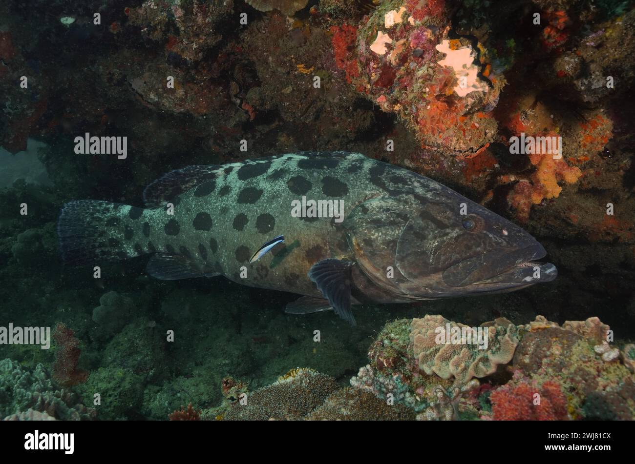 Potato grouper (Epinephelus tukula) and cleaner fish. Dive site Sodwana ...