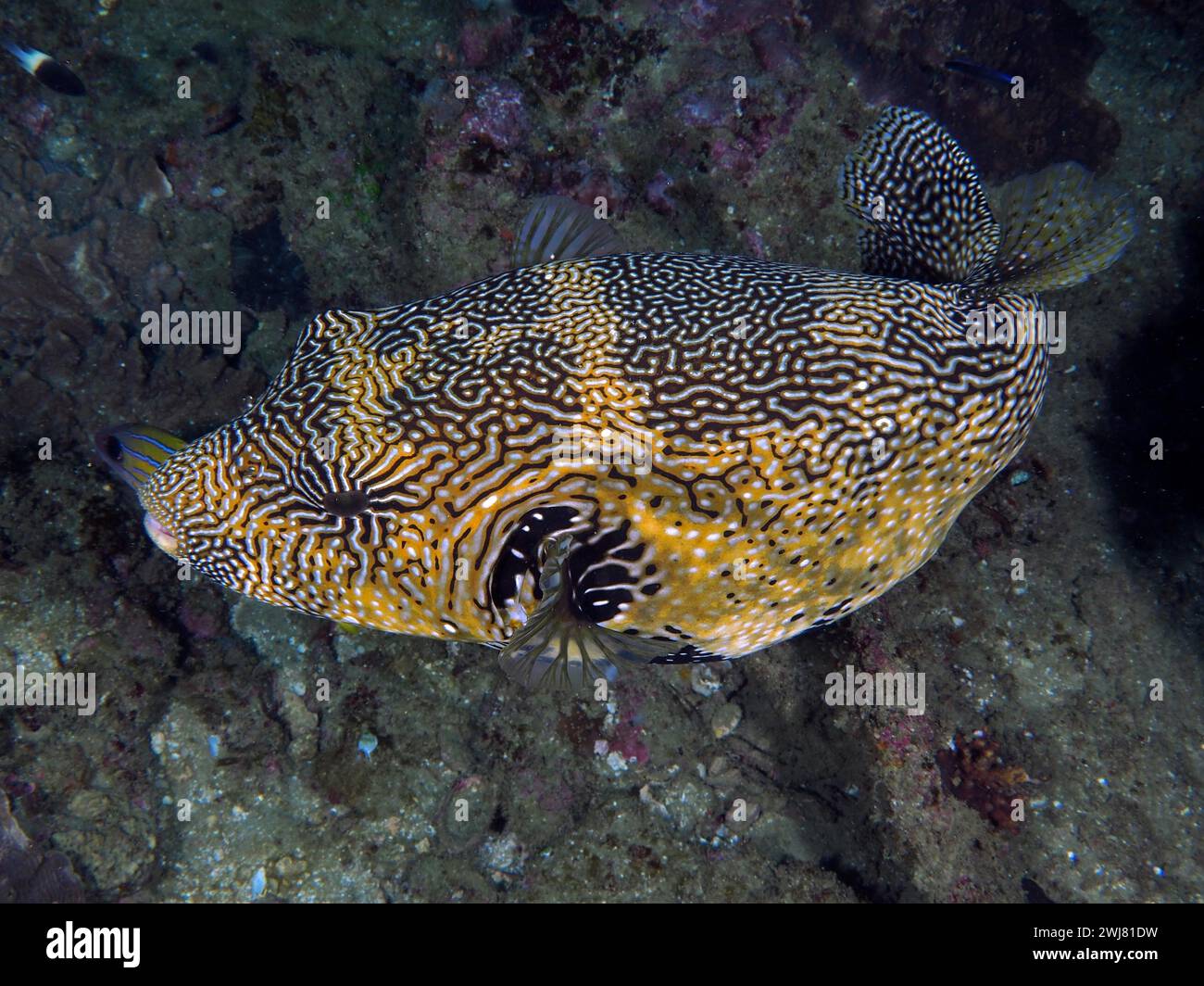Map puffer (Arothron mappa), Sodwana Bay dive site, Maputaland Marine ...