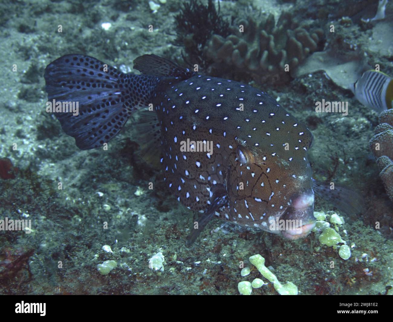 Yellow boxfish (Ostracion cubicus), dive site Sodwana Bay National Park ...