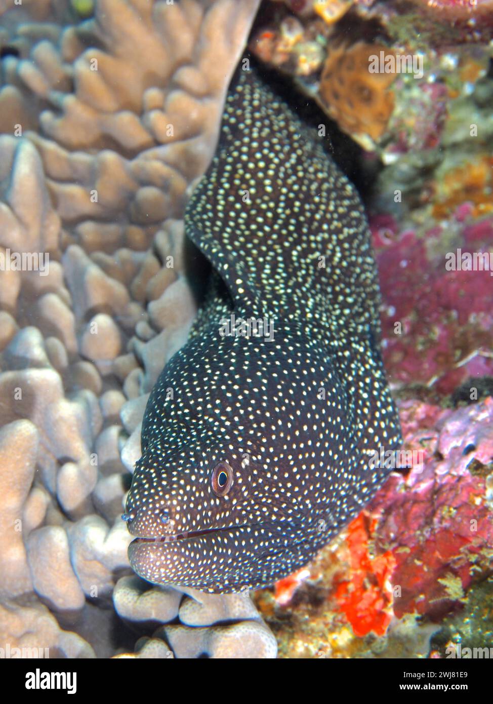 Turkey moray (Gymnothorax meleagris), Sodwana Bay National Park dive ...