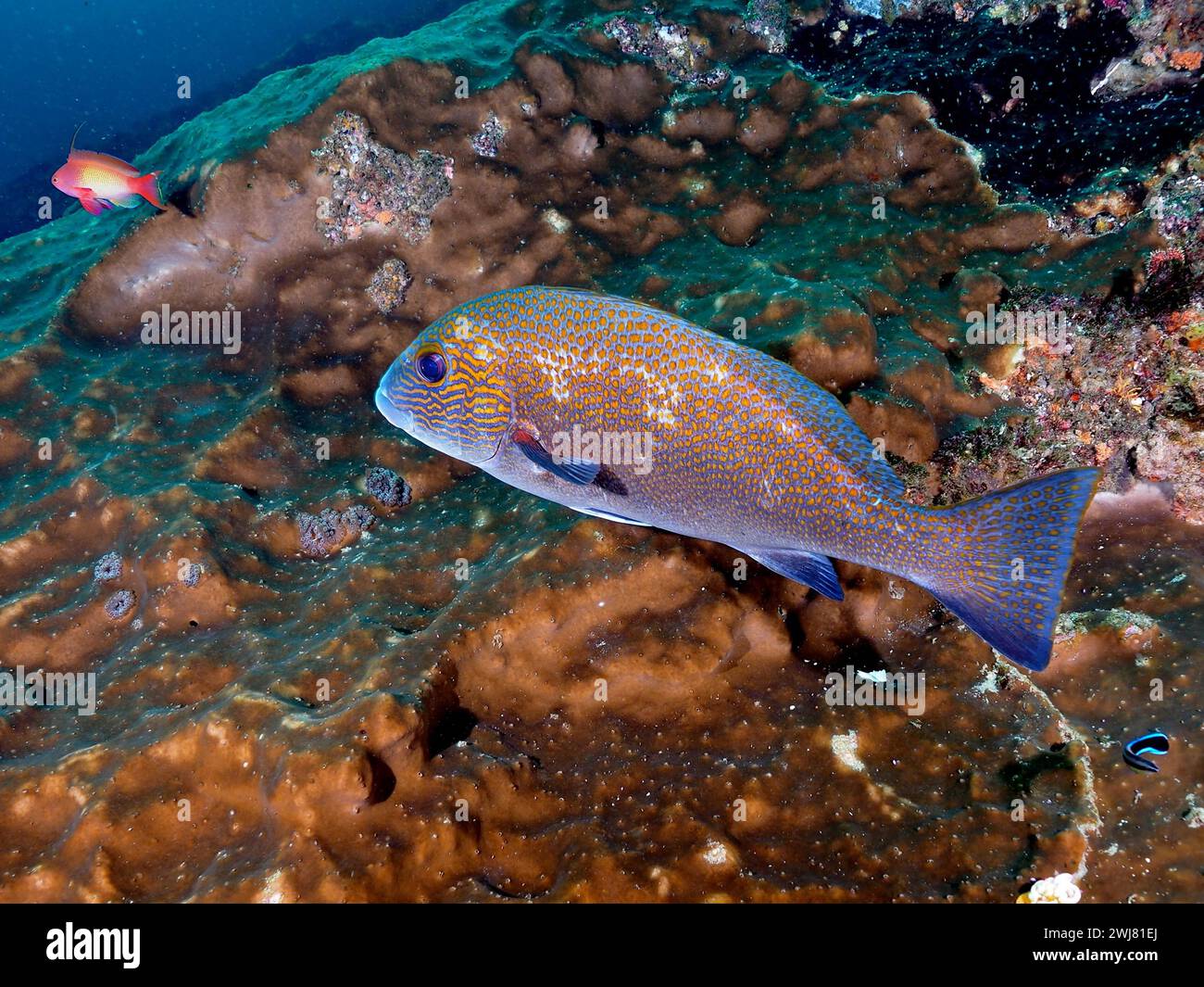 Orange-spotted sweetlips (Plectorhinchus flavomaculatus), Aliwal Shoal ...