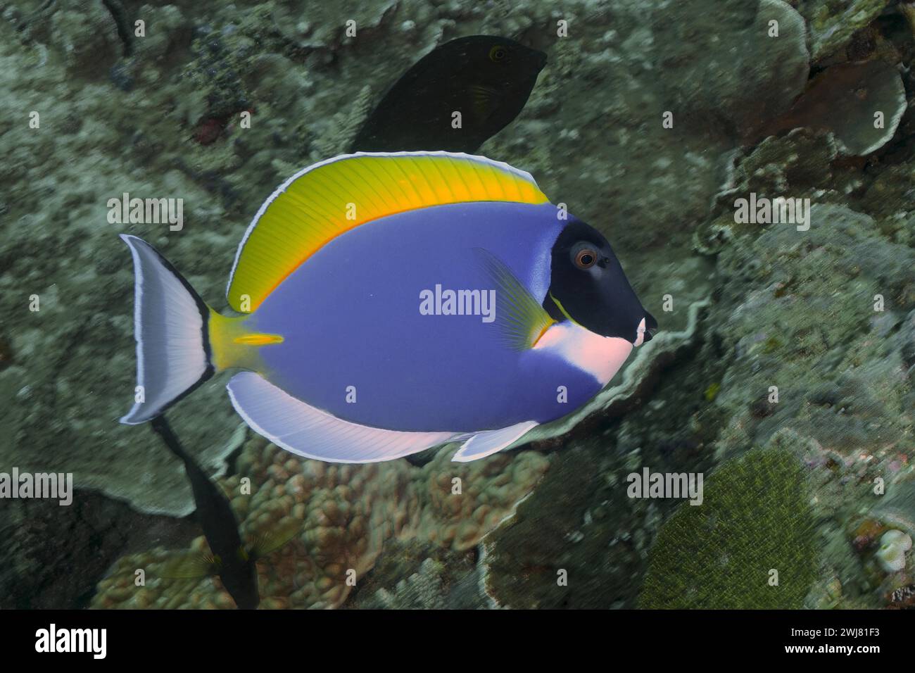 Powder blue tang (Acanthurus leucosternon), dive site Sodwana Bay ...