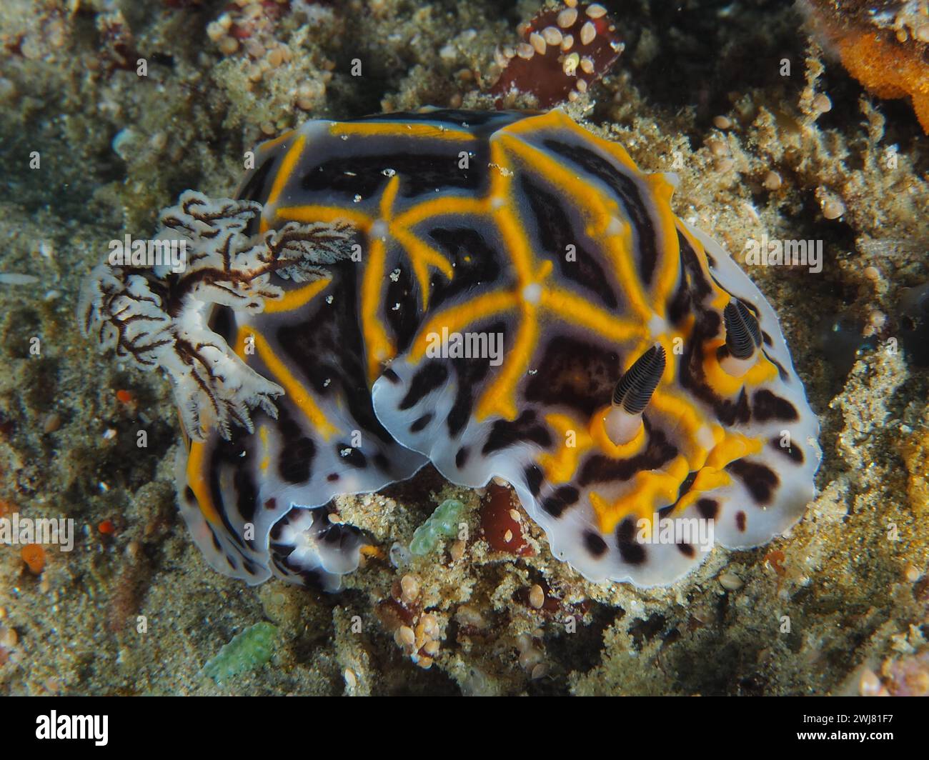 South African Halgerda (Halgerda wasinensis), star snail, dive site ...