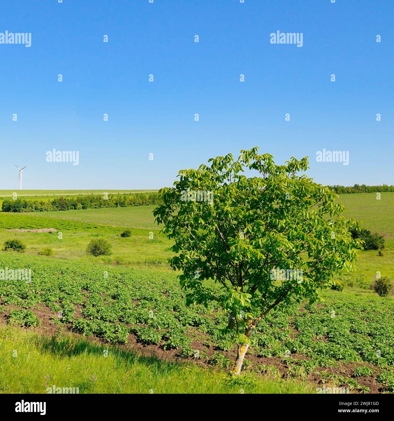 Plantation of walnut trees hi-res stock photography and images - Alamy