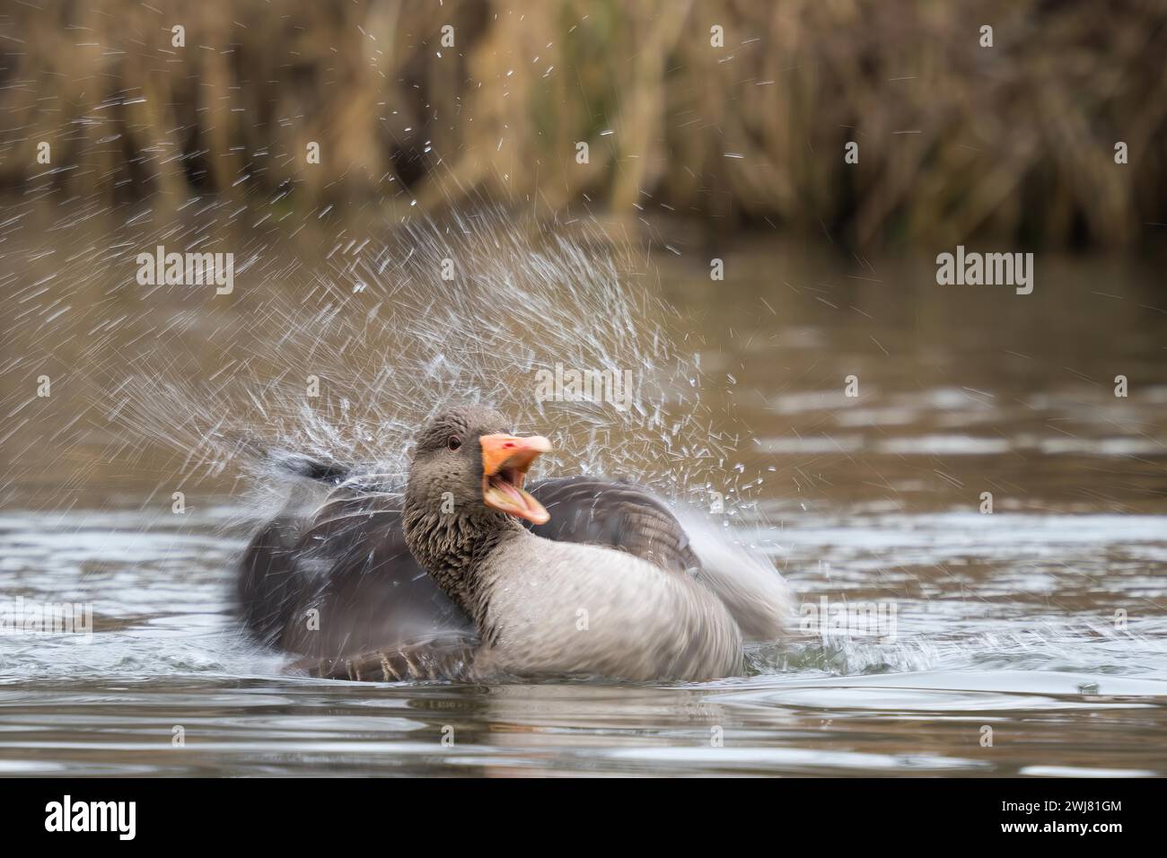 Greylag goose (Anser anser), bathing, water splashes, motion blur ...
