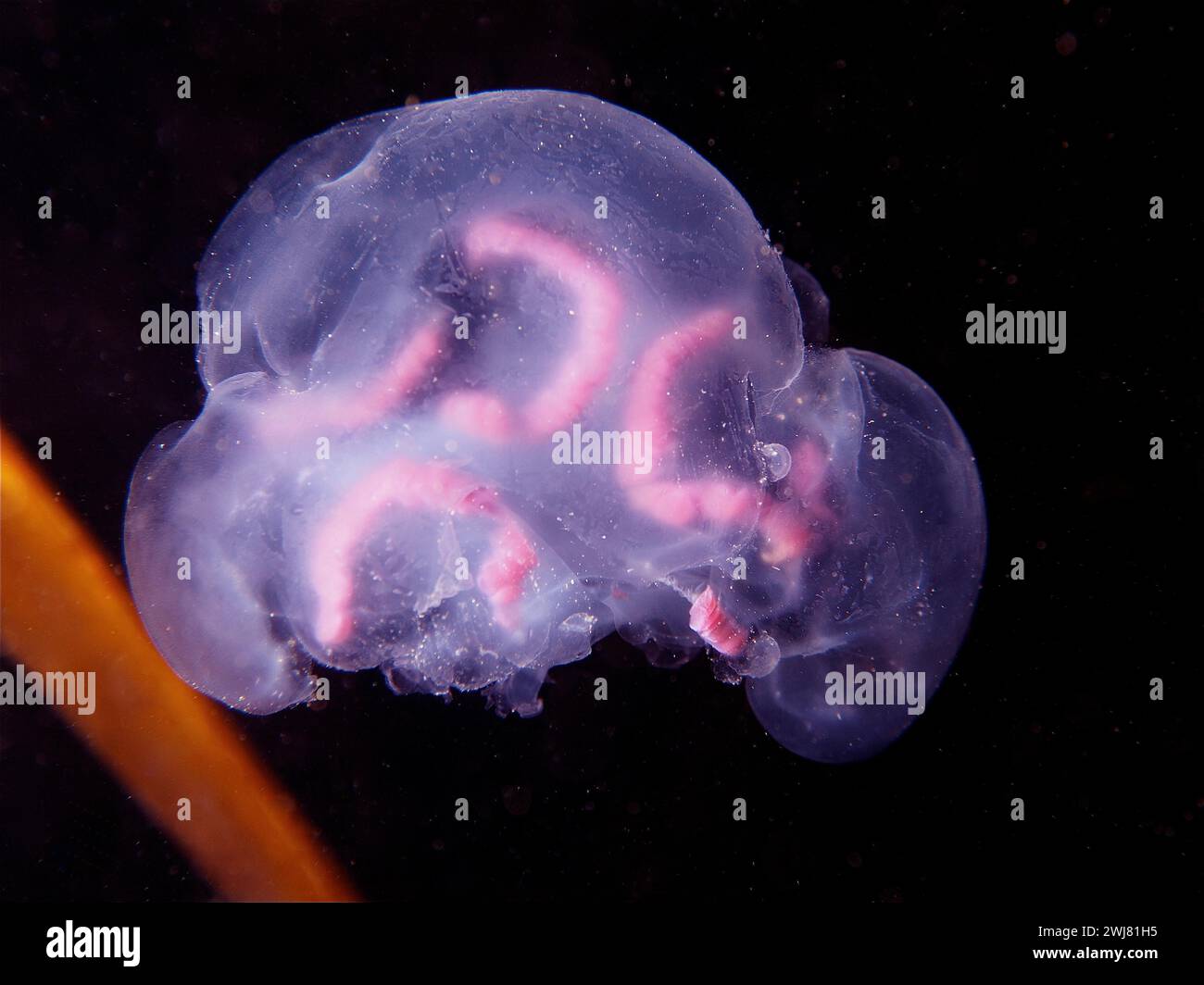 Common jellyfish (Aurelia aurita), dive site Maharees Islands ...