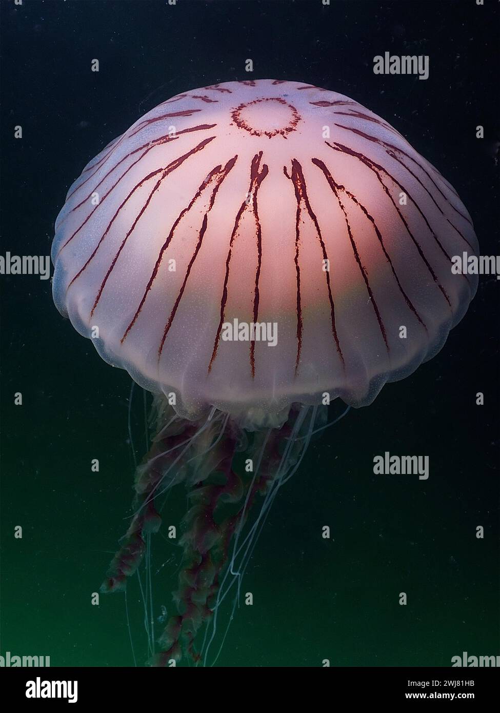 Compass Jellyfish (Chrysaora hysoscella), Rinvyle Dive Site, Co. Galway ...