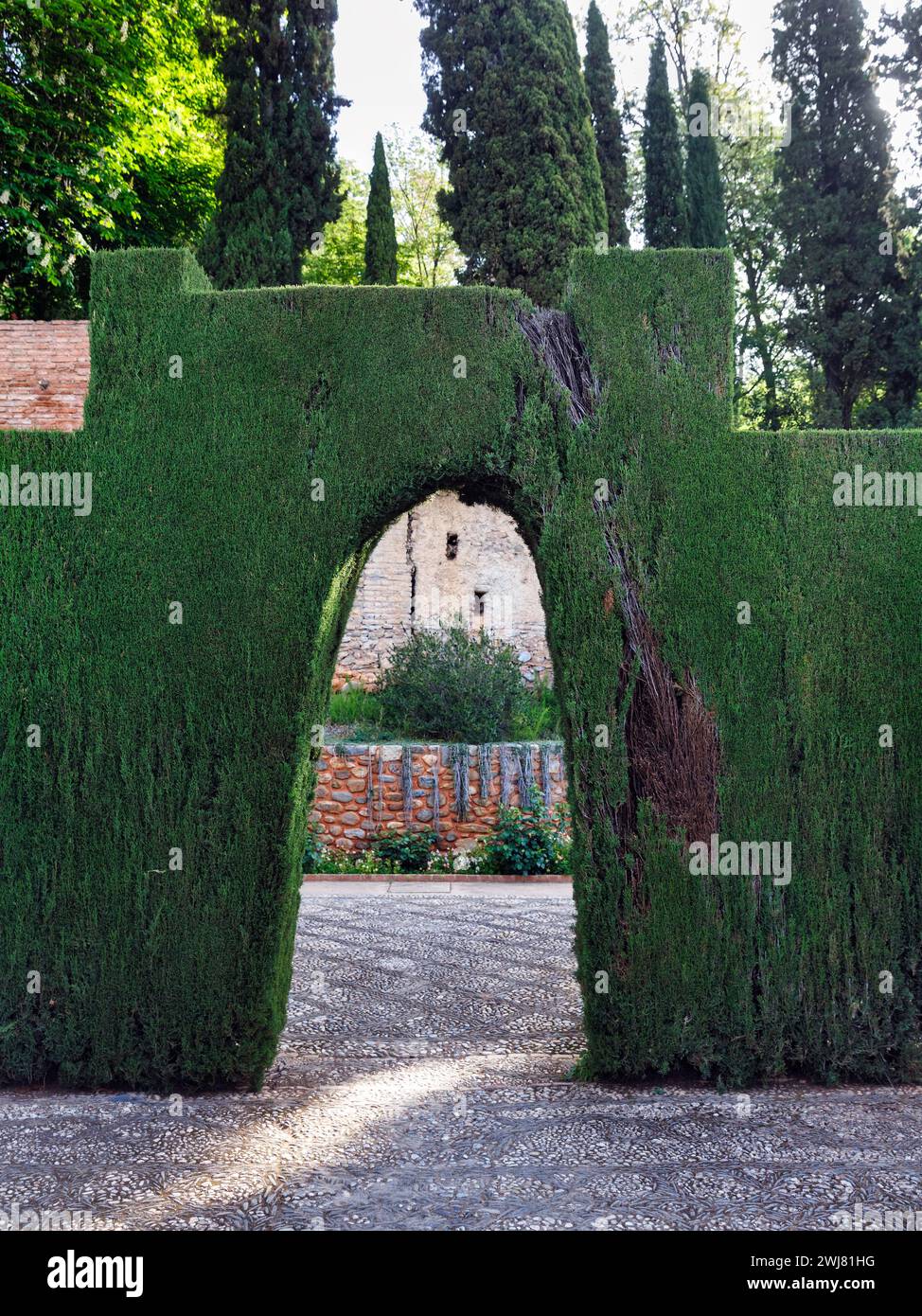 Hedge with passageway, archway in garden, thuja, topiary, Generalife ...