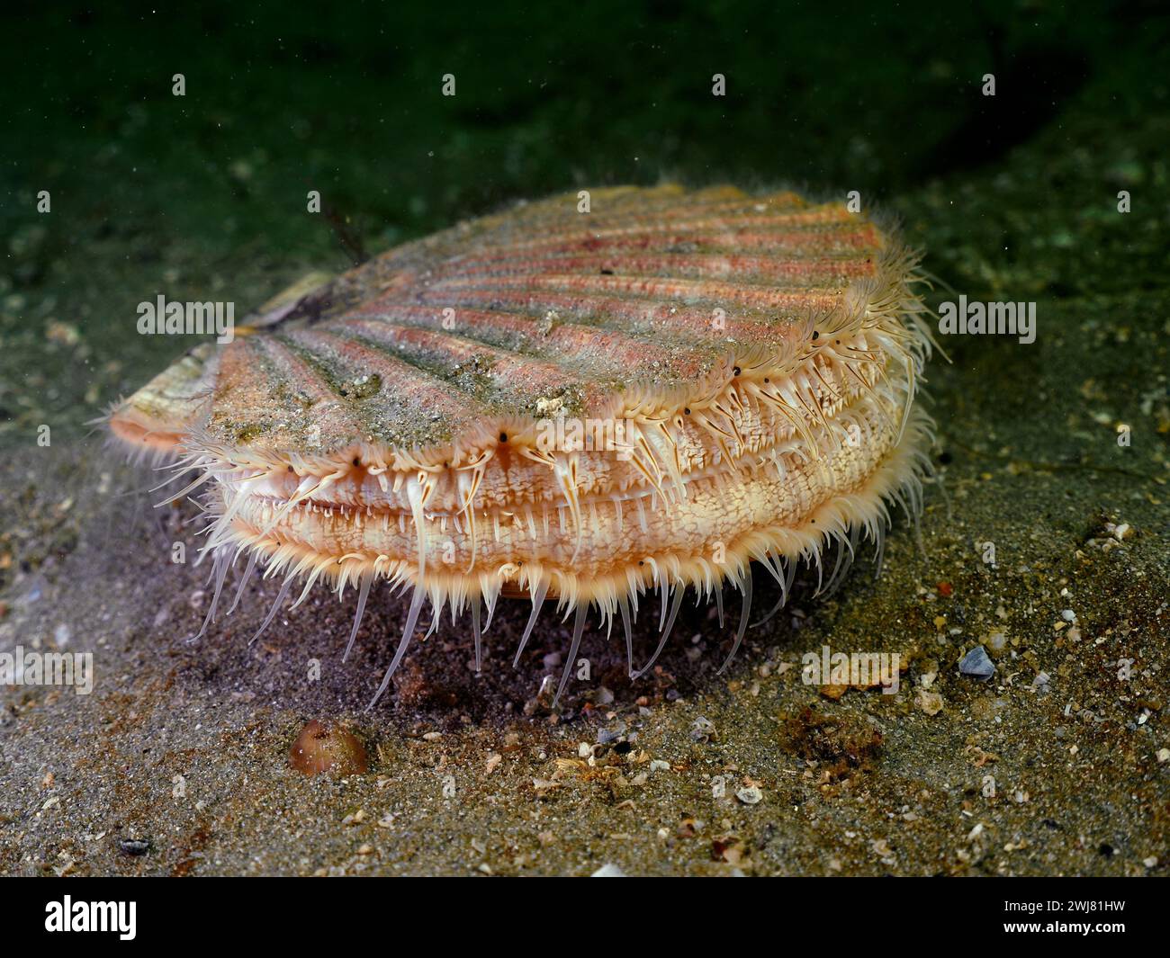 Scallop (Pecten maximus), underwater, Rinvyle dive site, Co. Galway ...