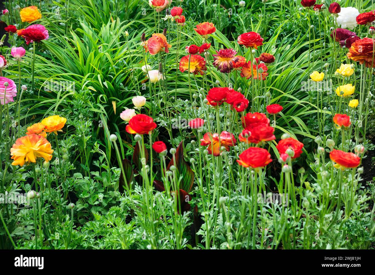 Splendour of flowers in spring, gardens, Generalife Gardens, Alhambra ...