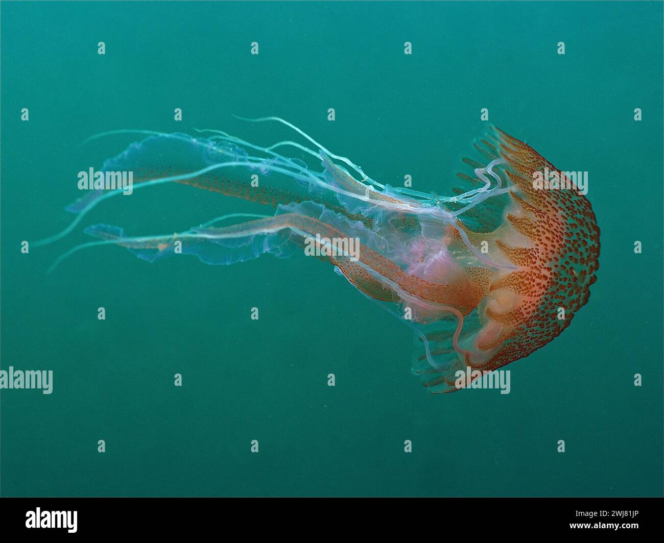 Mauve stinger (Pelagia noctiluca), dive site Maharees Islands ...