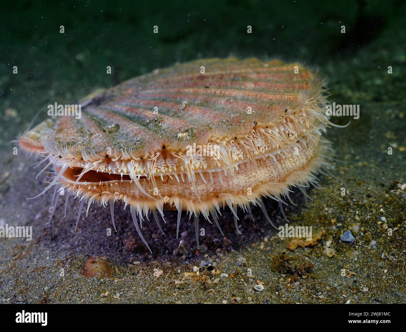 Scallop (Pecten maximus), underwater, Rinvyle dive site, Co. Galway ...