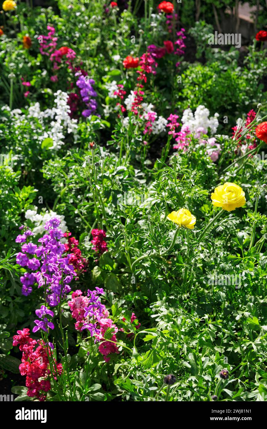 Splendour of flowers in spring, gardens, Generalife Gardens, Alhambra ...