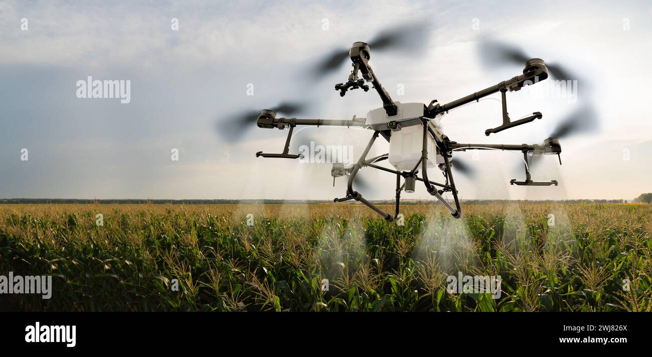 Drone sprayer flies over the corn field. Smart farming and precision ...