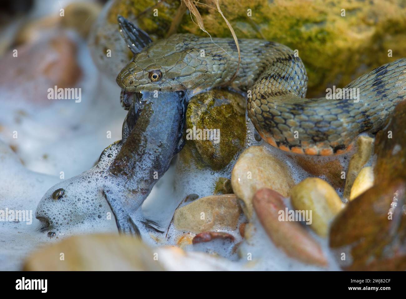 Dice snake danube river hi-res stock photography and images - Alamy