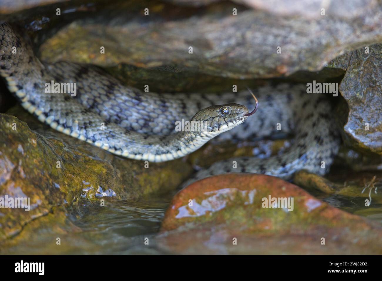 Dice snake (Natrix tessellata), Danube Delta Biosphere Reserve, Romania ...