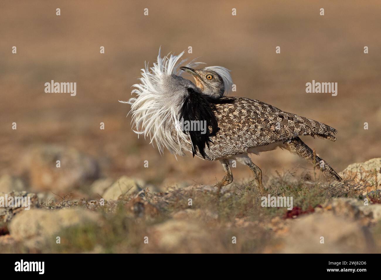 Saharan Houbara Bustard (Chlamydotis undulata fuertaventurae), mating ...