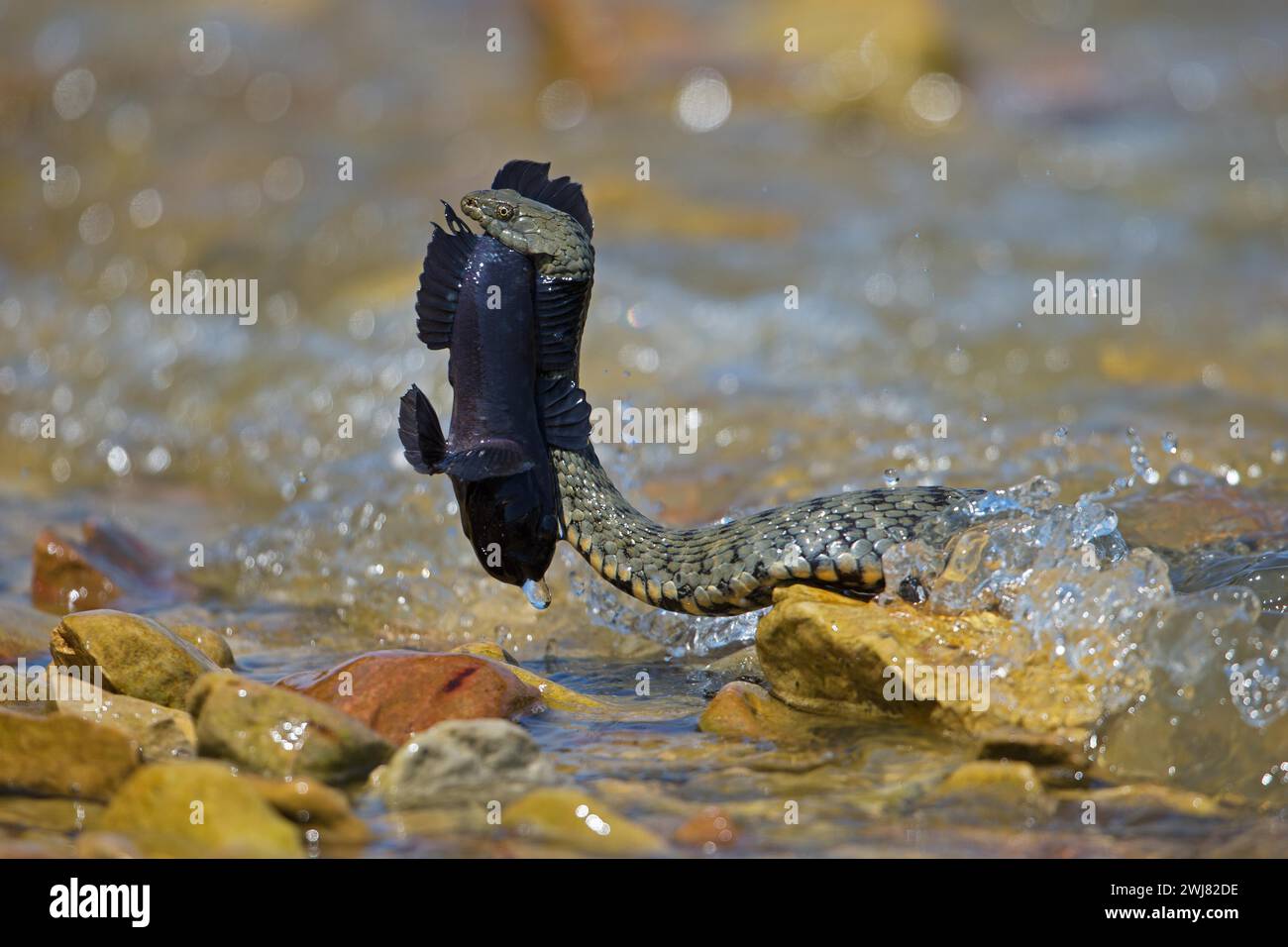 Dice snake (Natrix tessellata) on its way to the shore with preyed ...