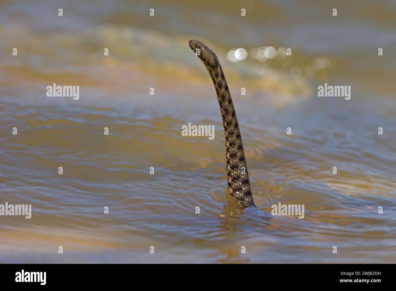 Dice snake (Natrix tessellata), Danube Delta Biosphere Reserve, Romania ...