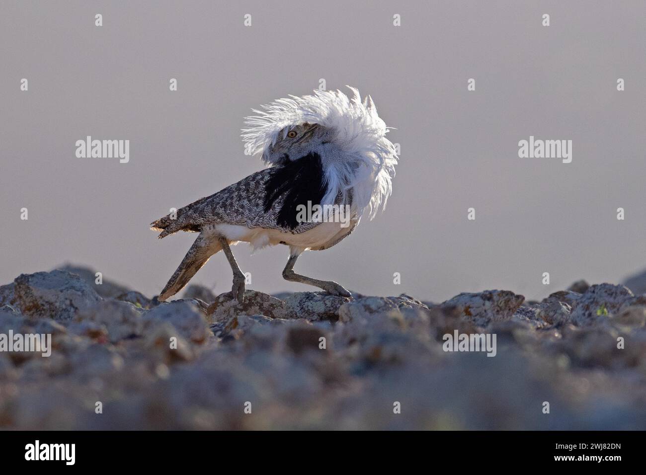 Saharan Houbara Bustard (Chlamydotis undulata fuertaventurae), mating ...