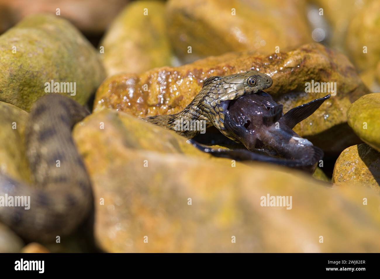 Snake in romania hi-res stock photography and images - Alamy