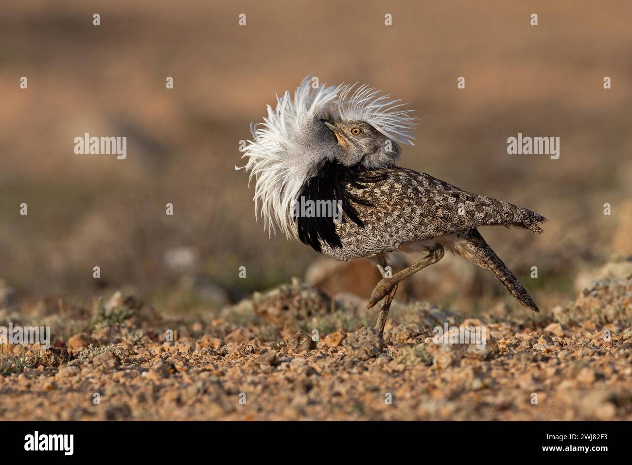 Saharan Houbara Bustard (Chlamydotis undulata fuertaventurae), mating ...