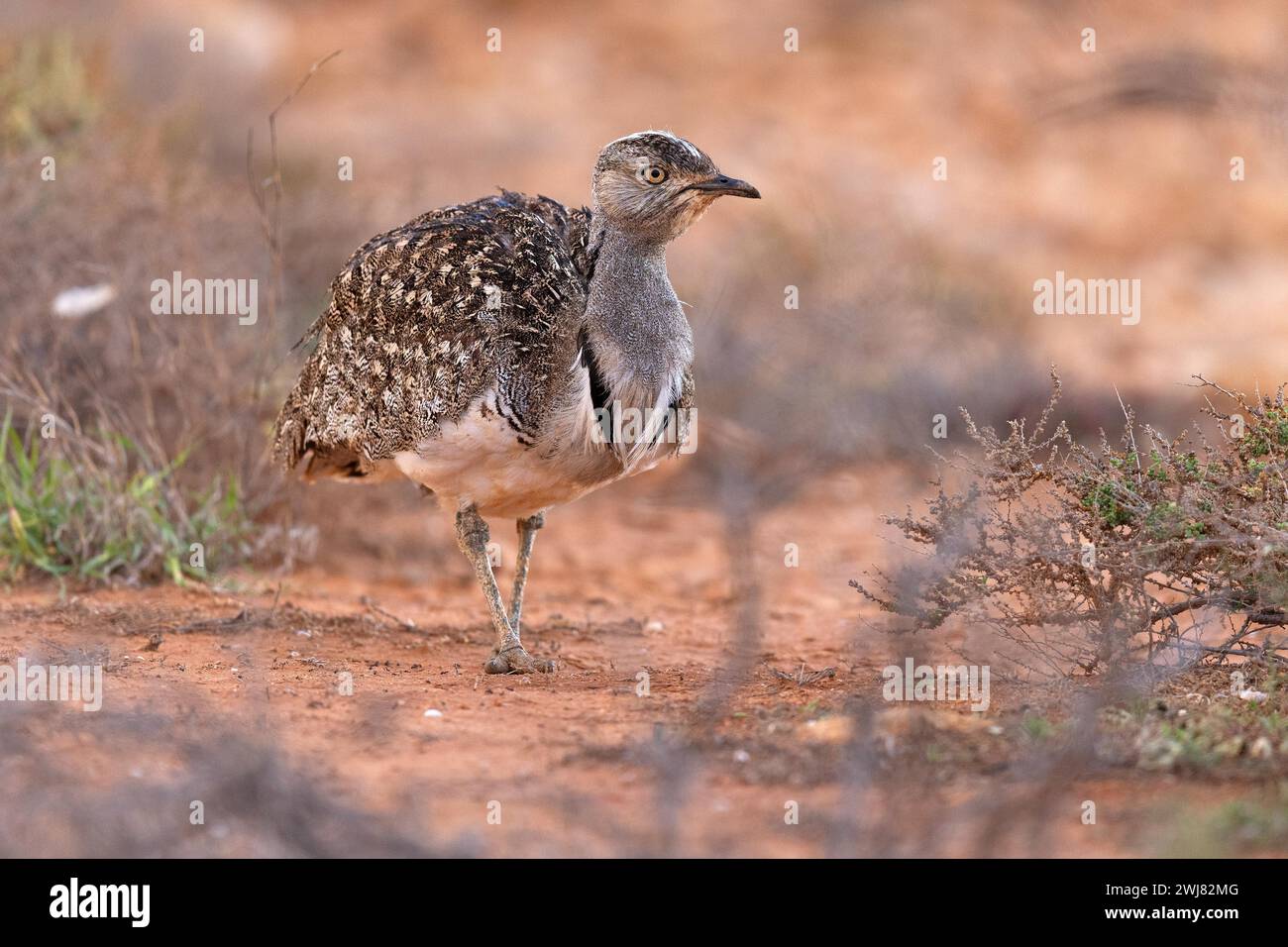 Saharan Houbara Bustard (Chlamydotis undulata fuertaventurae ...