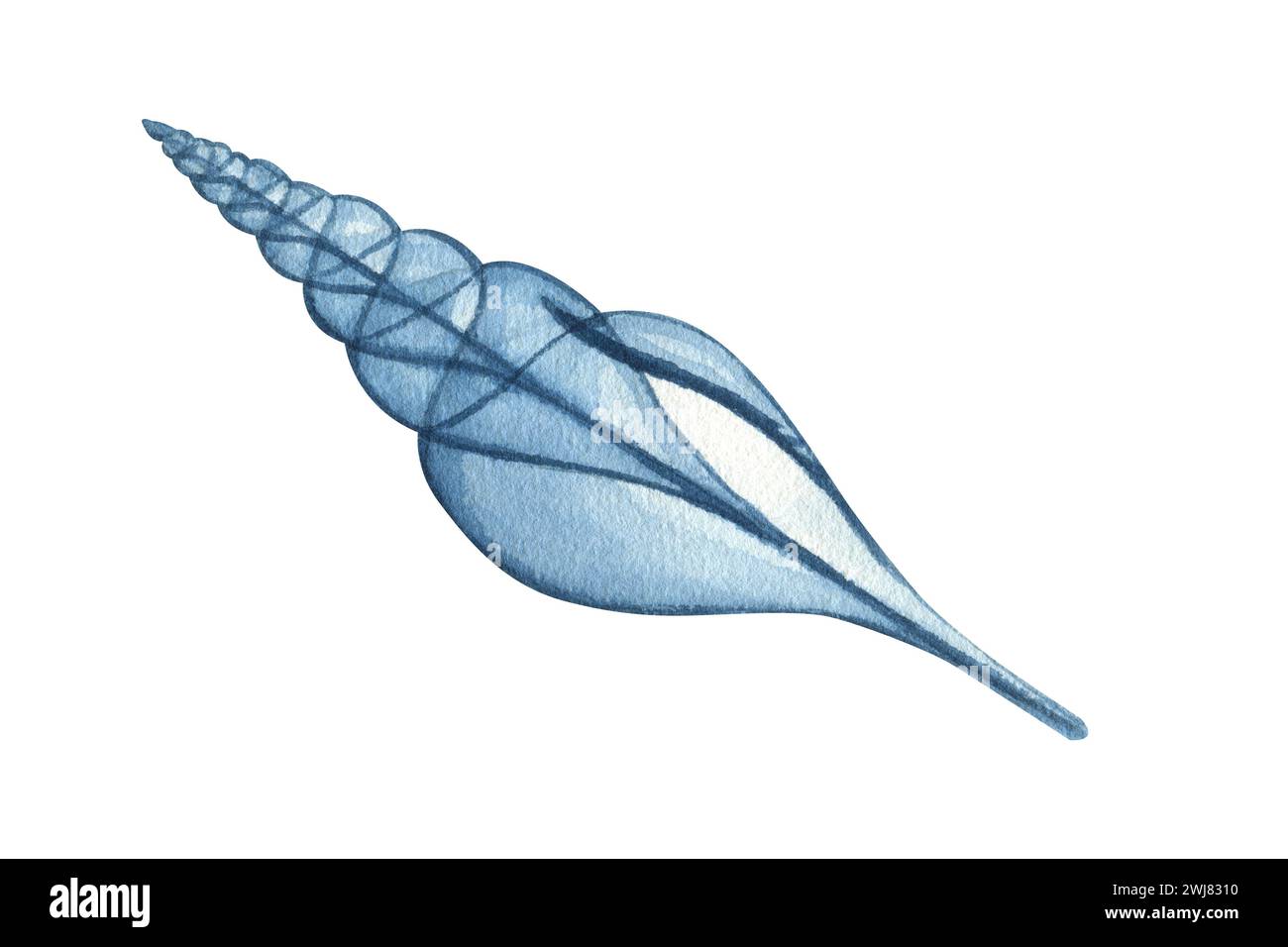 Shells drawing hi-res stock photography and images - Alamy