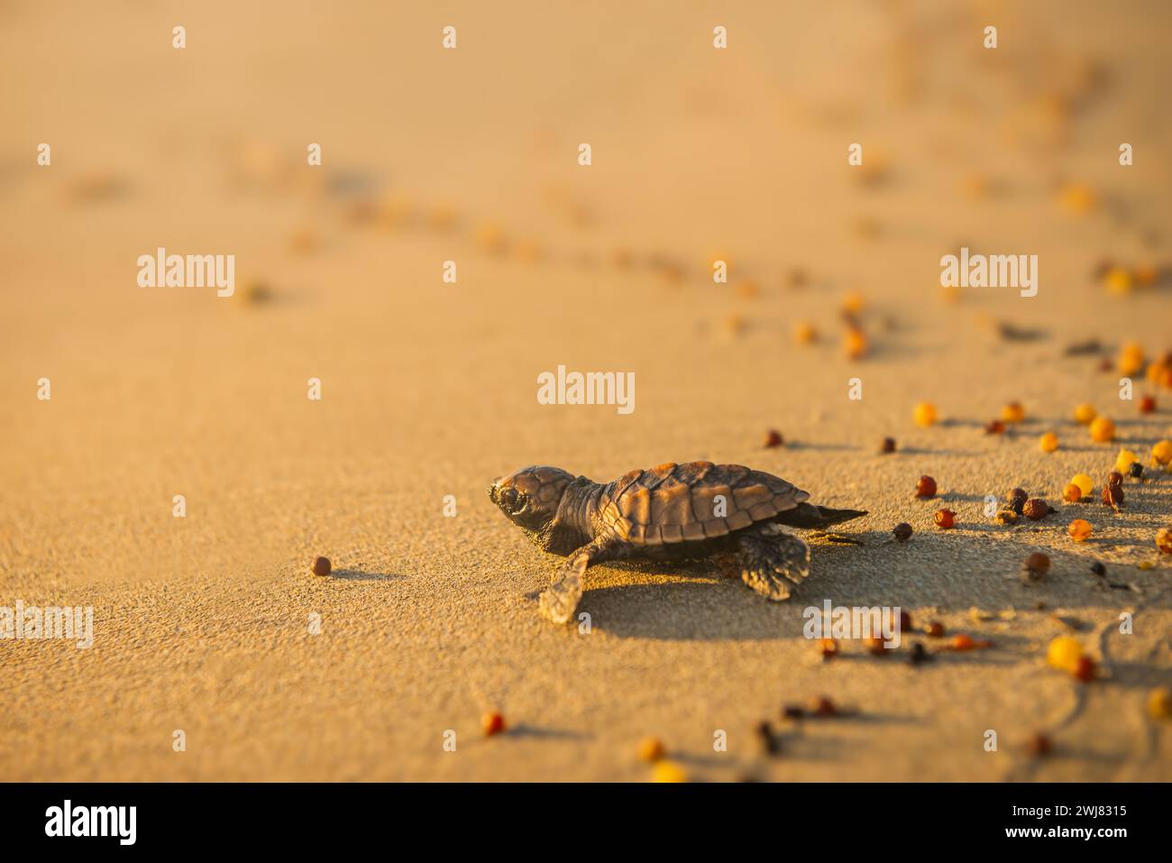Baby leatherback turtle hatchling traveling towards the beach in ...