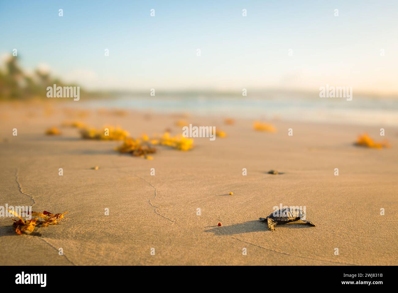 Baby leatherback turtle hatchling traveling towards the beach in ...